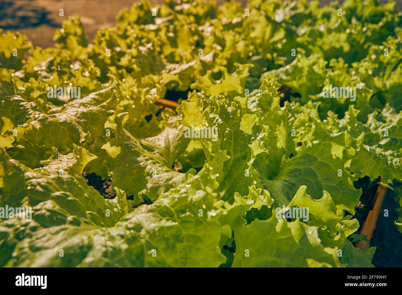 Green Lettuce Farm with Warm Natural Light in The Morning in Vintage ...