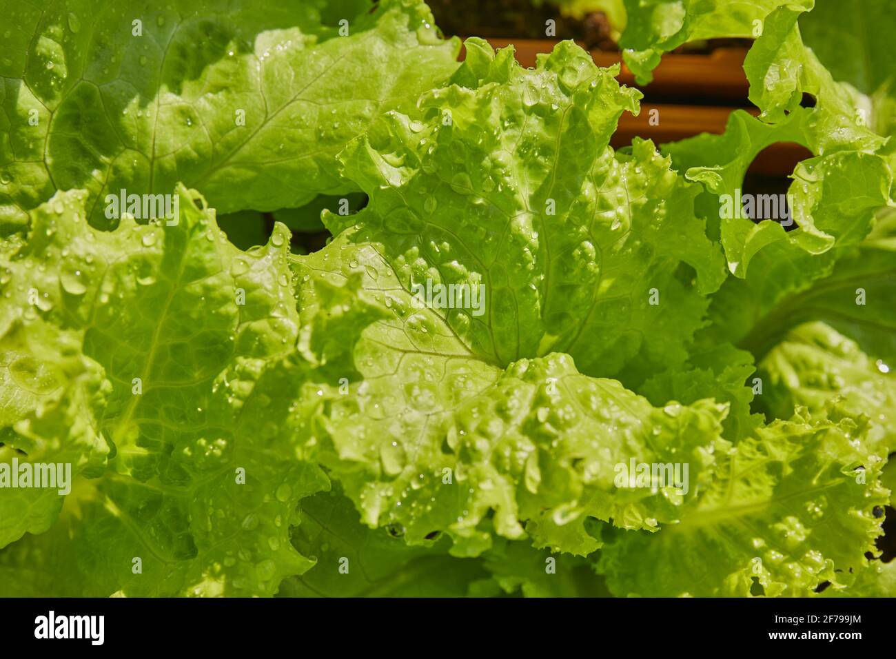 Zoom View Water Drop and Green Lettuce Leaves with Morning Natural ...