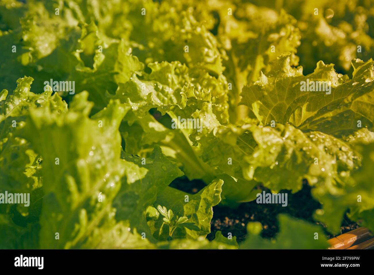 Zoom View Green Lettuce Leaves with Natural Light in Vintage Tone Stock ...