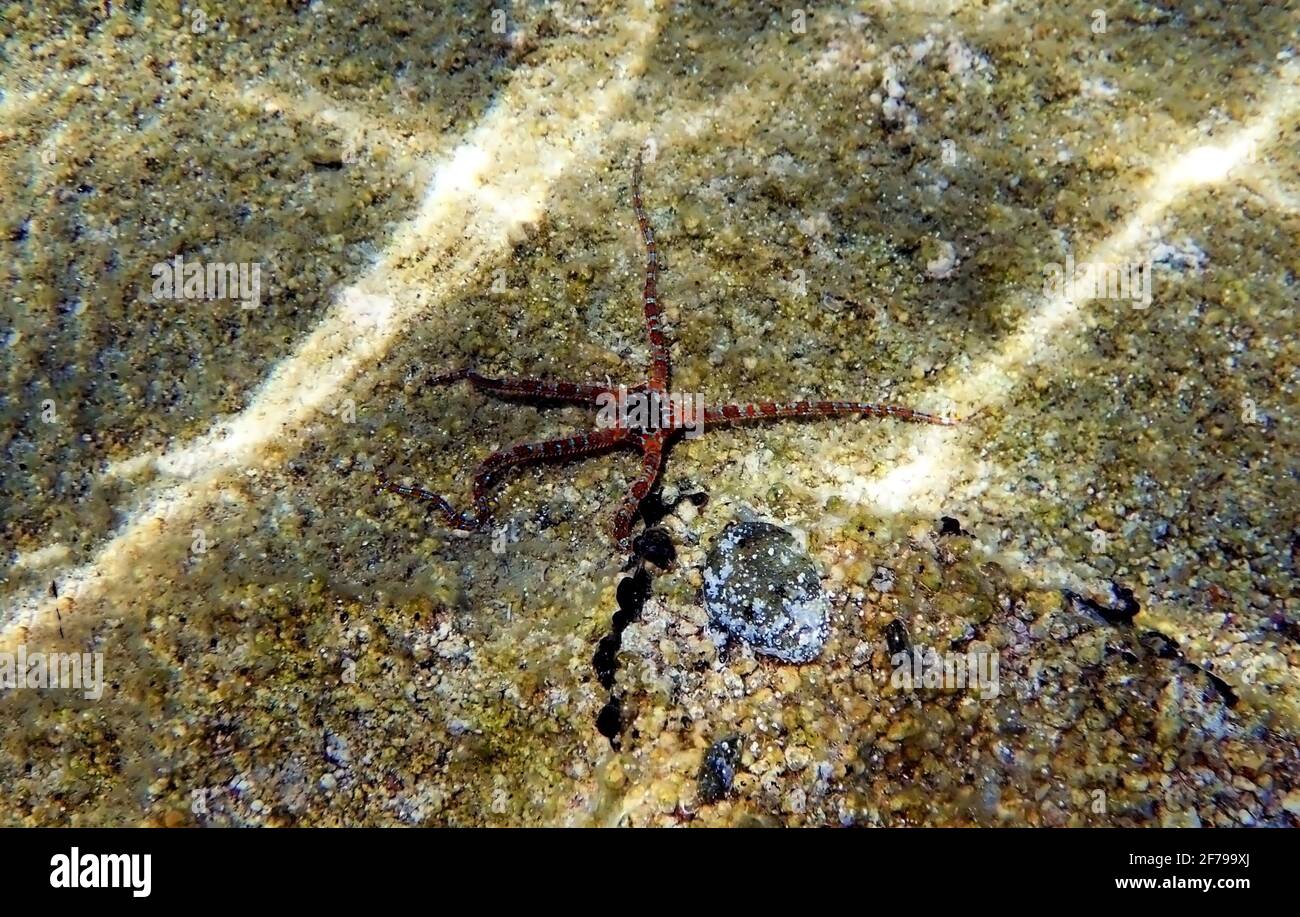 SMOOTH BRITTLE STAR - (Ophioderma longicauda Stock Photo - Alamy