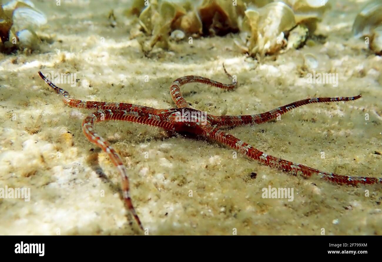 SMOOTH BRITTLE STAR - (Ophioderma longicauda Stock Photo - Alamy