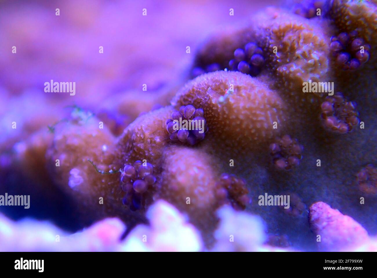 Macro polyps scene from Montipora short polyp stony coral Stock Photo ...