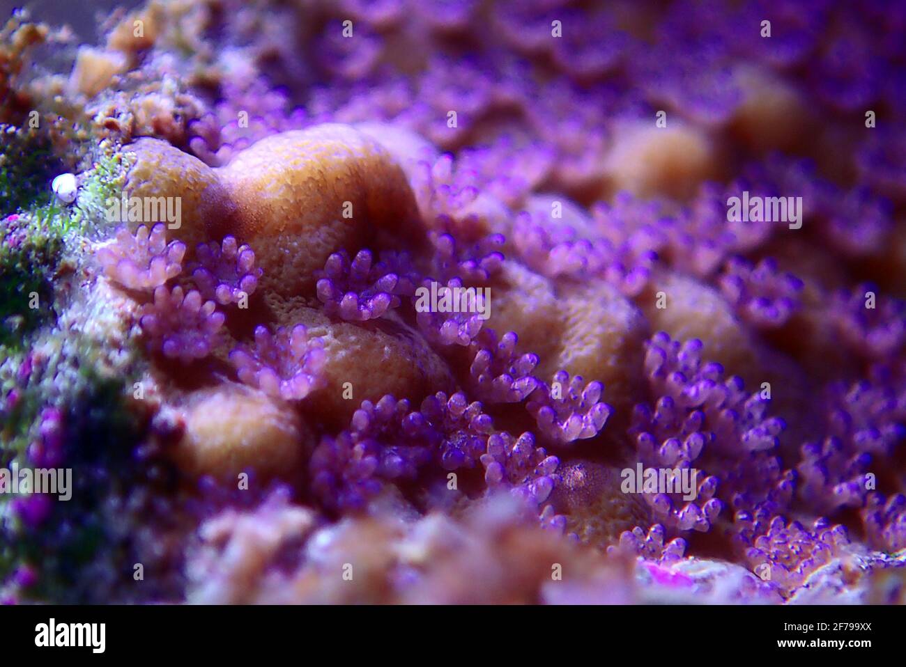 Macro polyps scene from Montipora short polyp stony coral Stock Photo ...