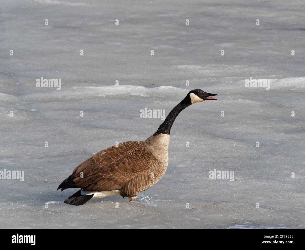 A Canada goose on a frozen lake in early spring Stock Photo - Alamy