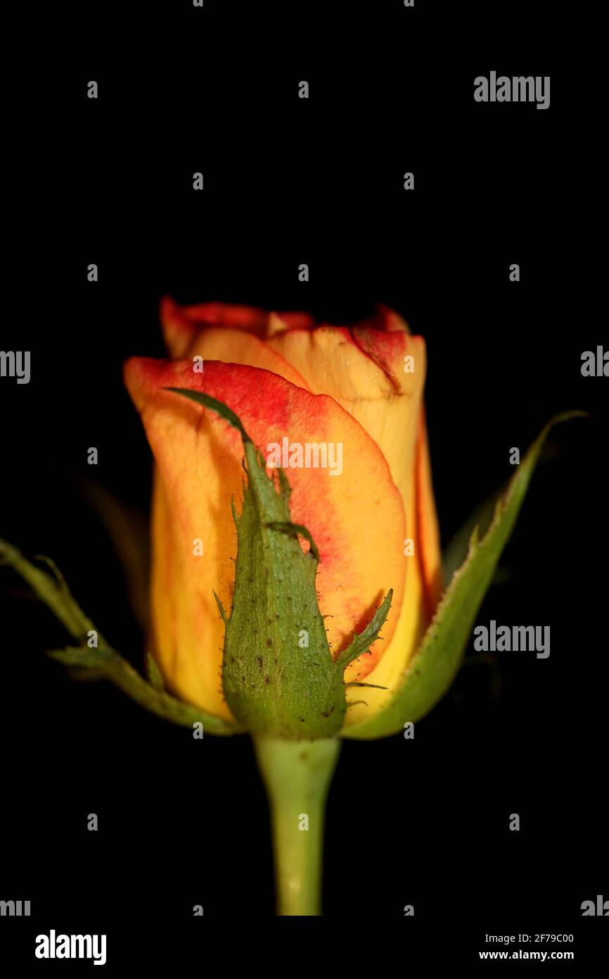 Rosa flower close up rosaceae family modern background high quality ...