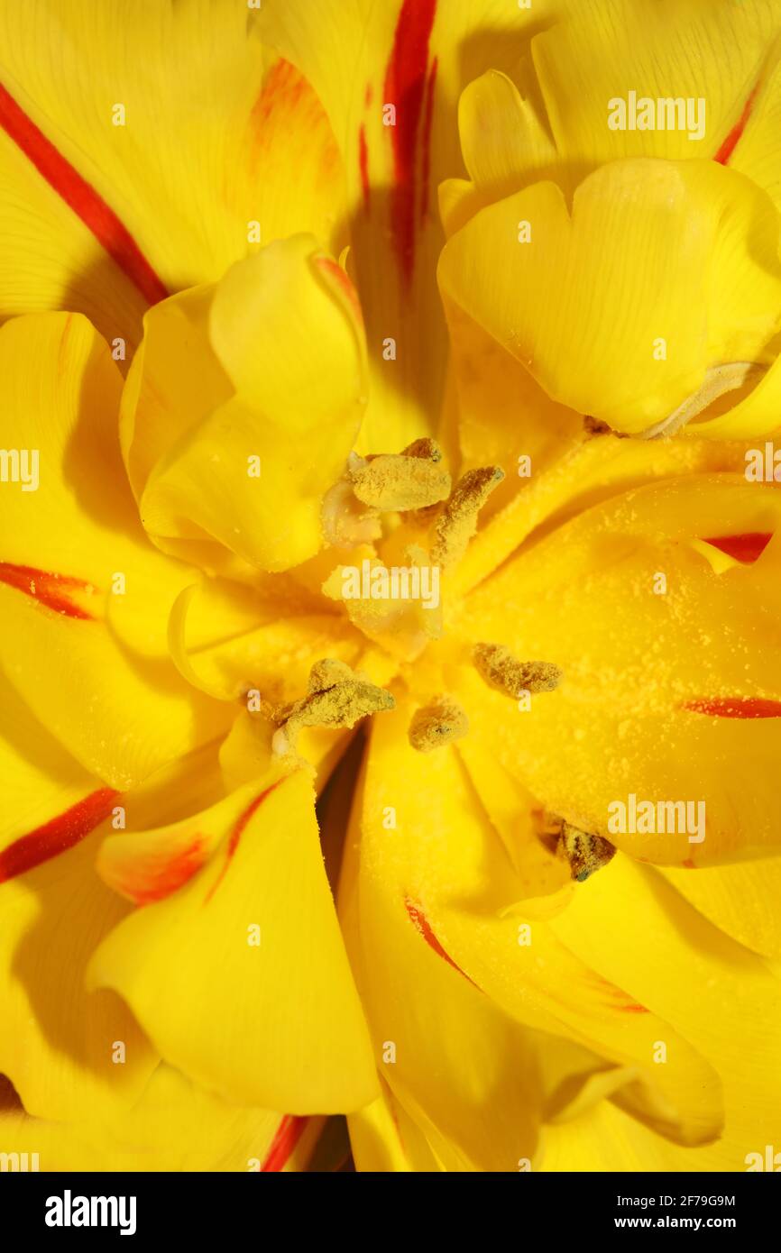 Yellow tulip flower stamens close up family liliaceae modern background ...