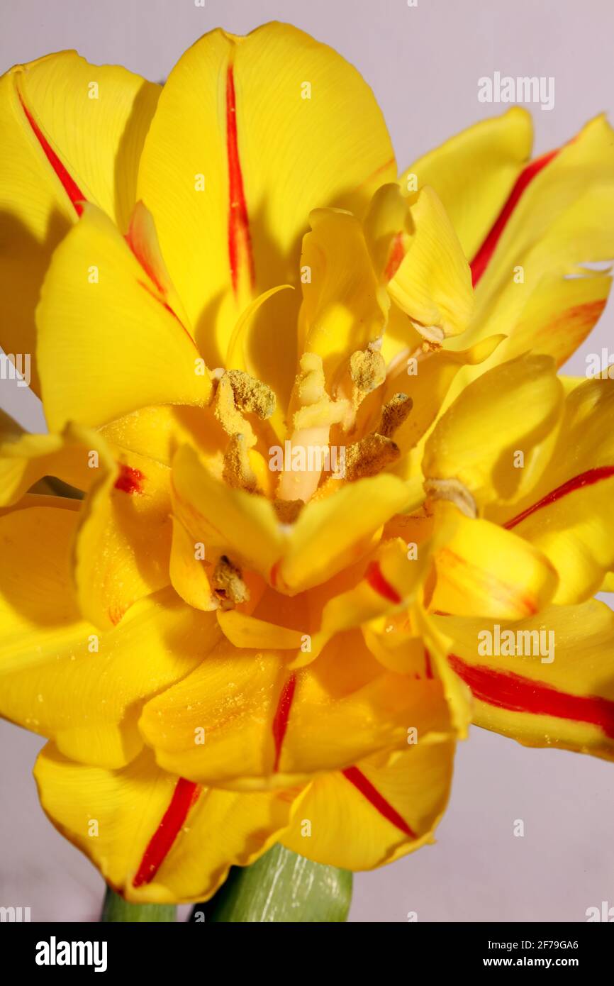 Yellow tulip flower stamens close up family liliaceae modern background ...