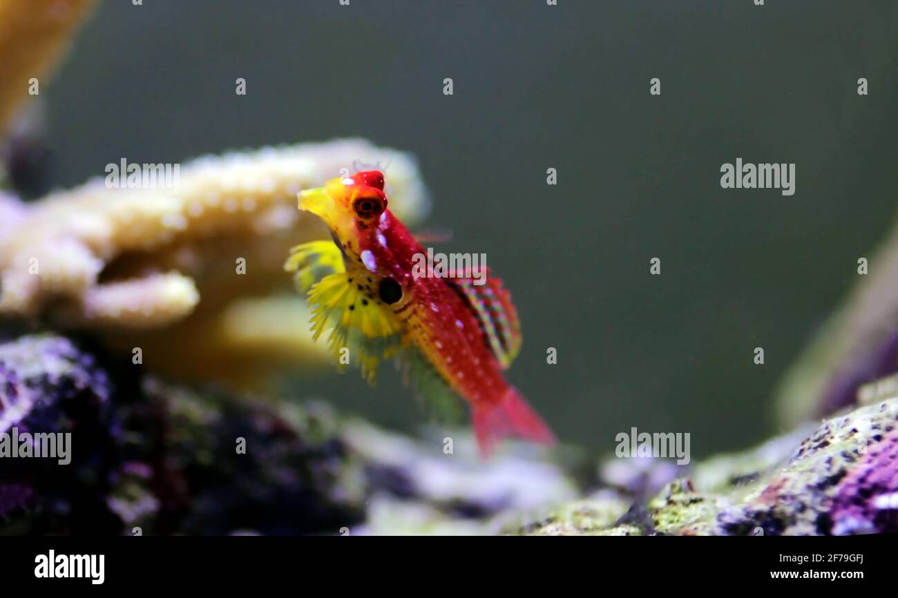 Ruby Red Scooter Blenny