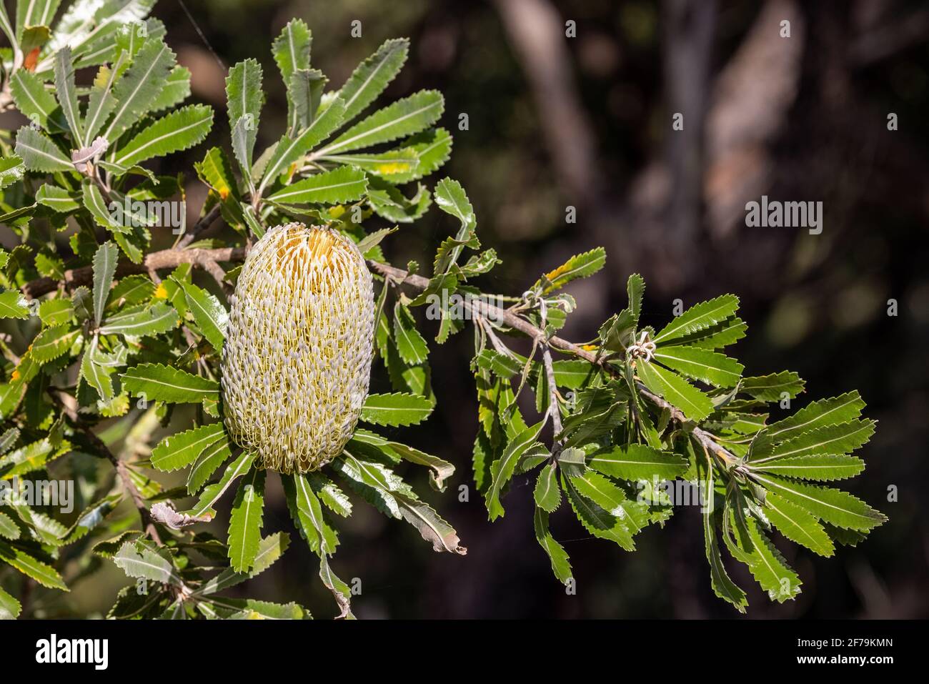 Old man banksia tree hi-res stock photography and images - Alamy
