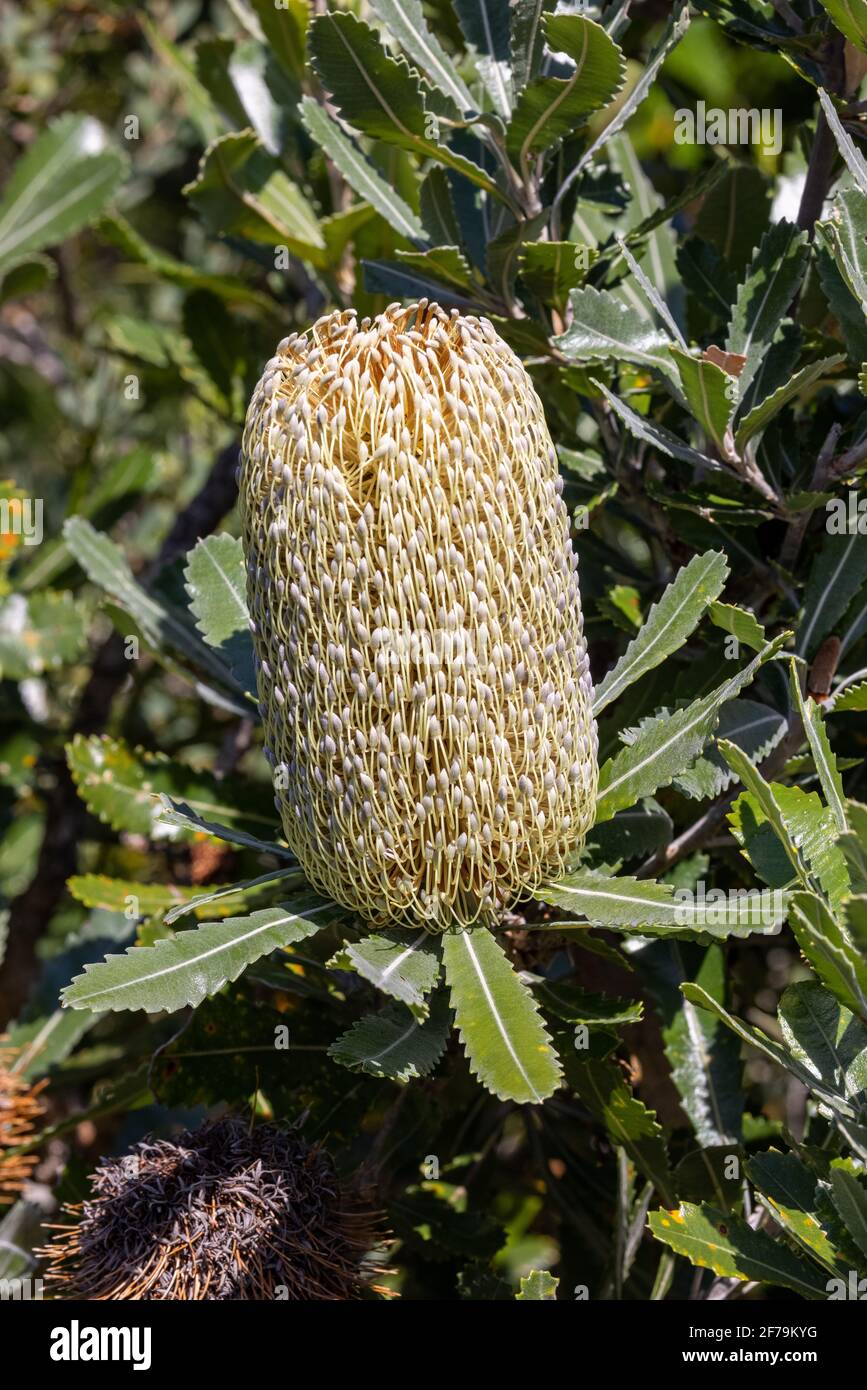 Old man banksia tree hi-res stock photography and images - Alamy
