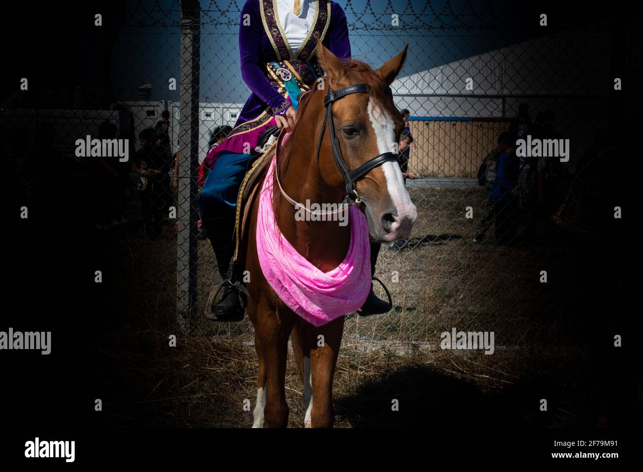 Portrait of a horse head with long mane and partial harness Stock Photo ...