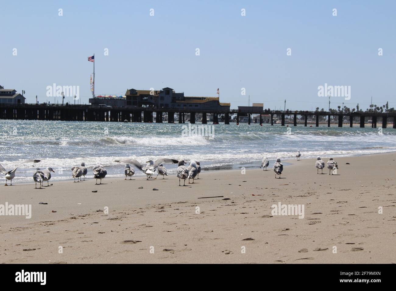 Santa barbara birds hi-res stock photography and images - Alamy