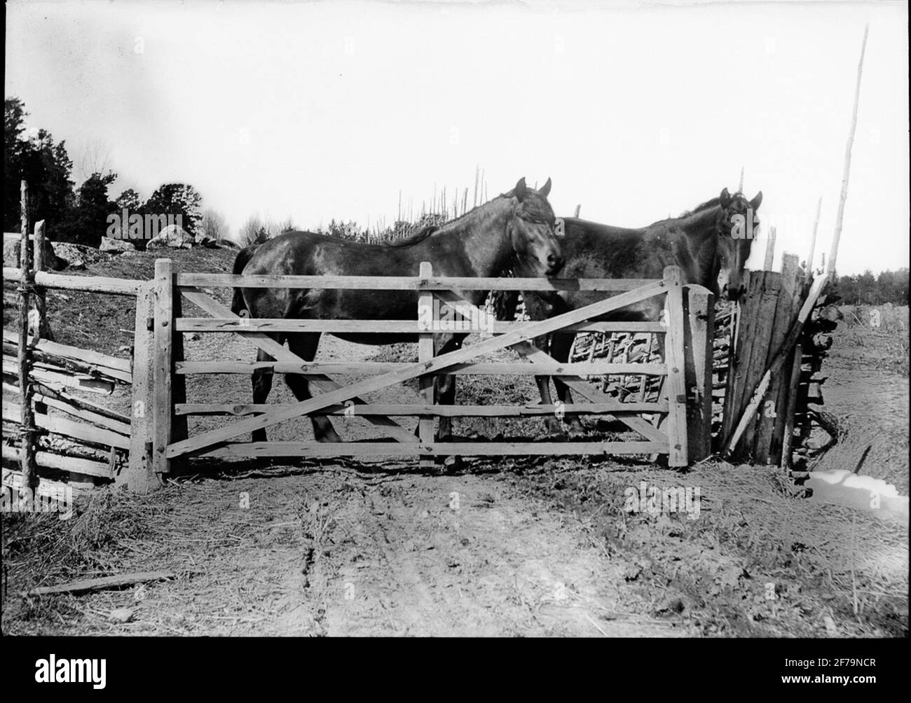 Photography of two horses in garden at gate Stock Photo - Alamy
