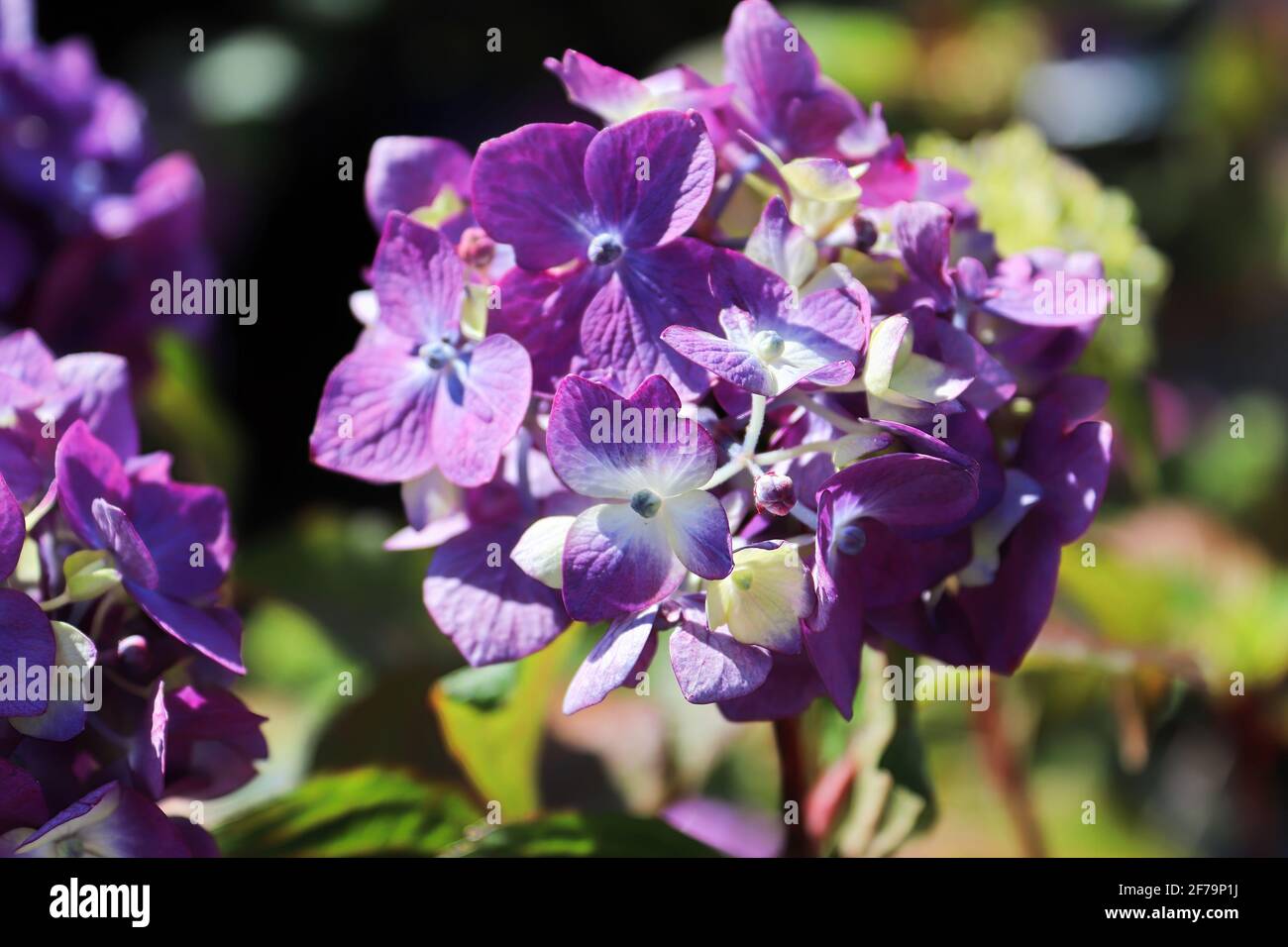 White and purple blooms hi-res stock photography and images - Alamy