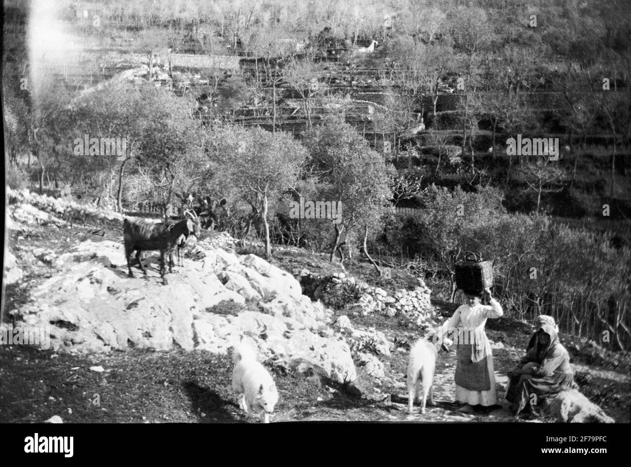 Queen Victoria pictures. Woman at cultivation with goats on bait Stock ...
