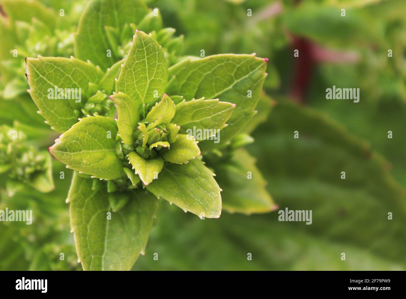 Hydrangea leaves hi-res stock photography and images - Alamy