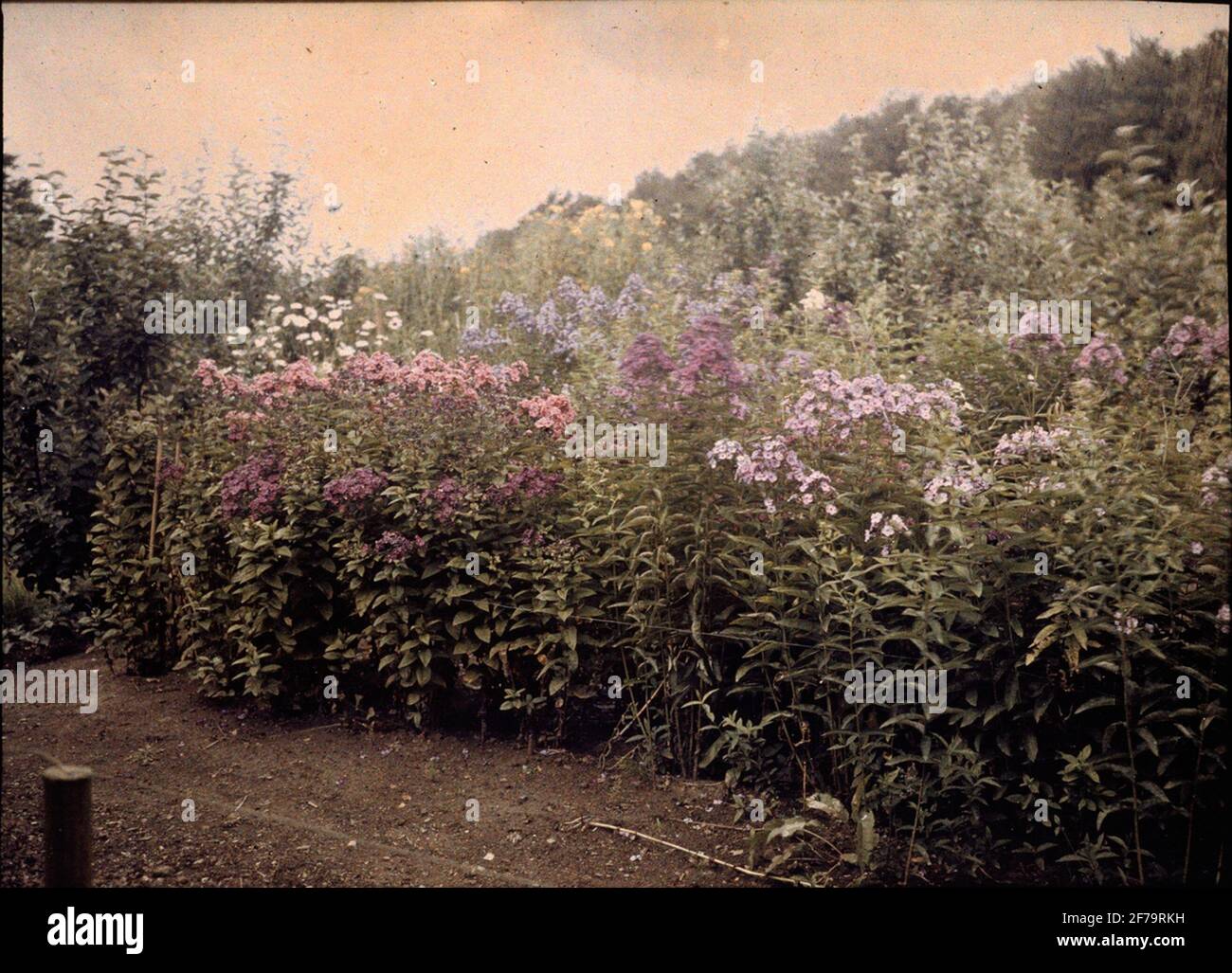 Autochrome flowers hi-res stock photography and images - Alamy