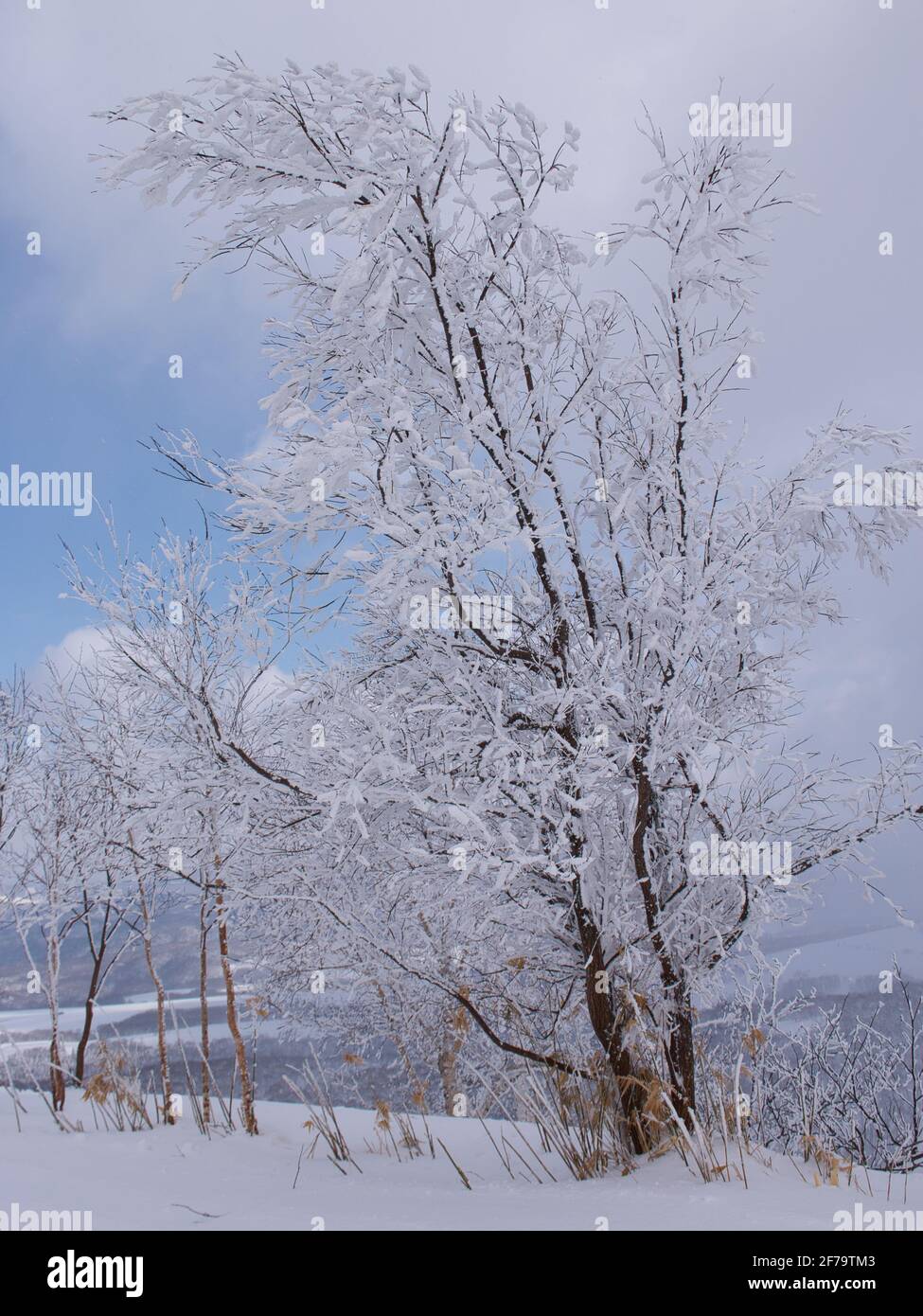 Young trees covered in heavy frost Stock Photo - Alamy