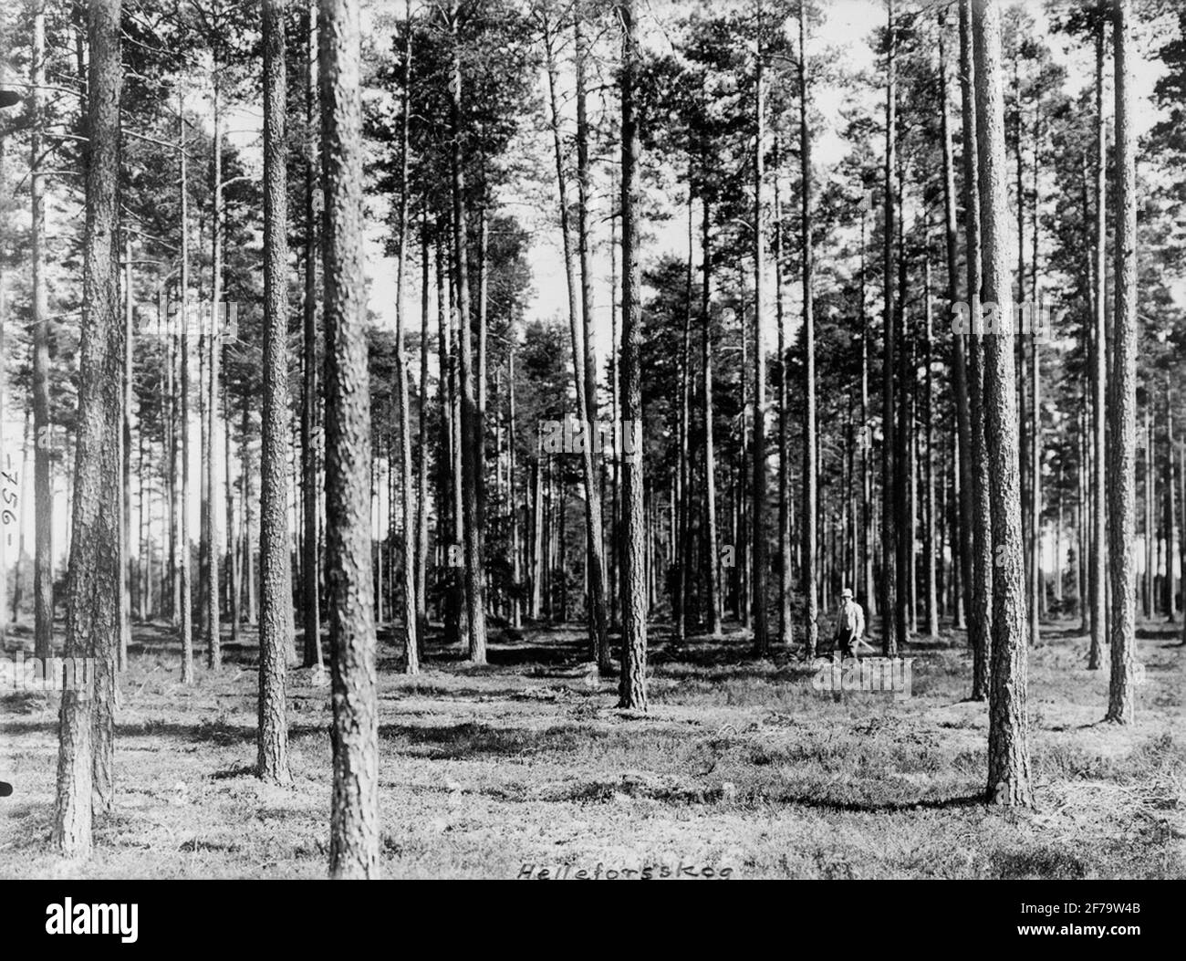 Forest belonging to Hellefor's use Stock Photo - Alamy