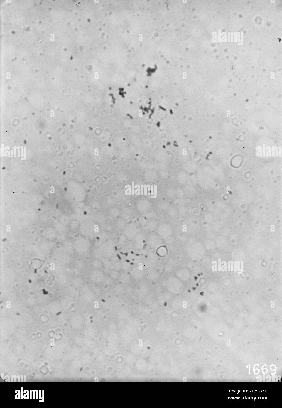 Micrograph of milk. Milk Stored 1 day at 20 ° C. Sample no. 42 Stock ...