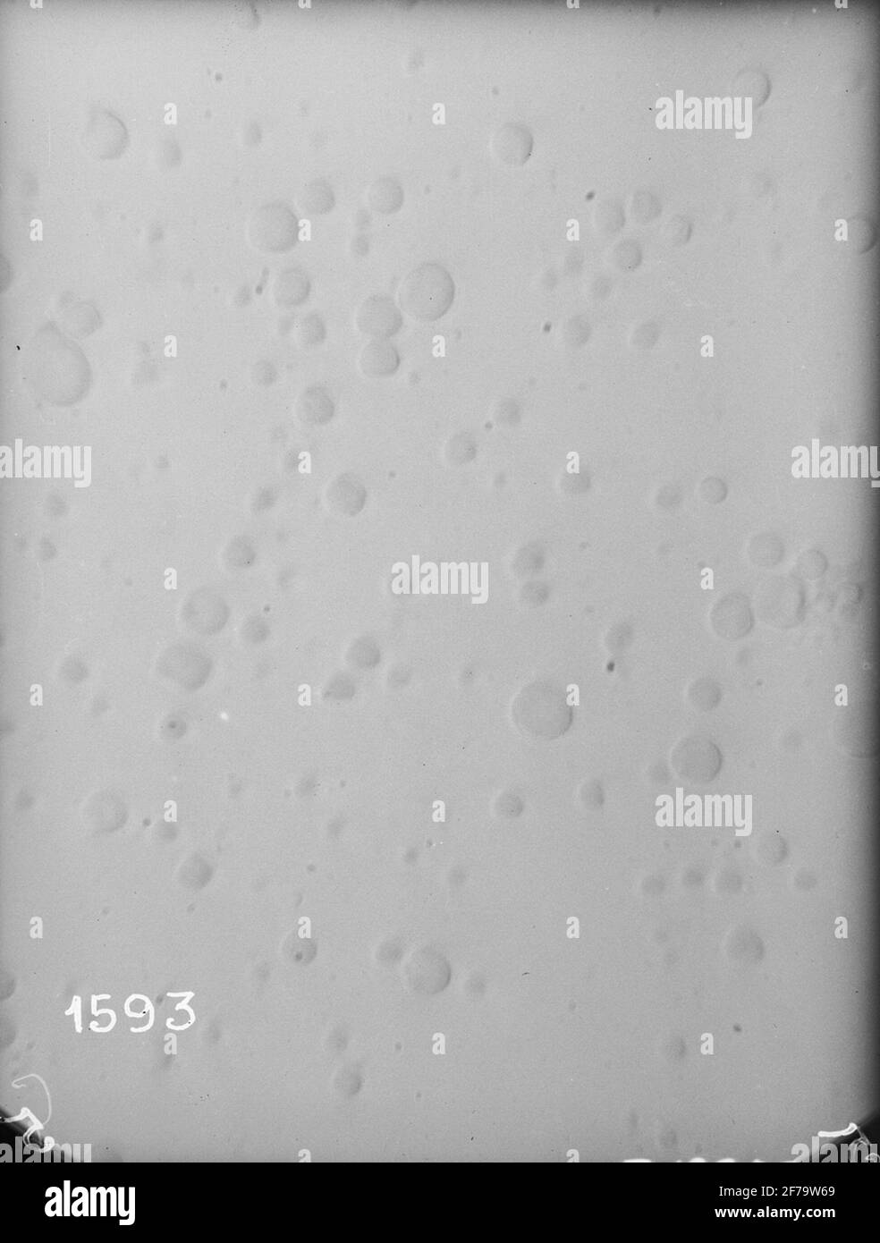 Cellular magnification Black and White Stock Photos & Images - Alamy