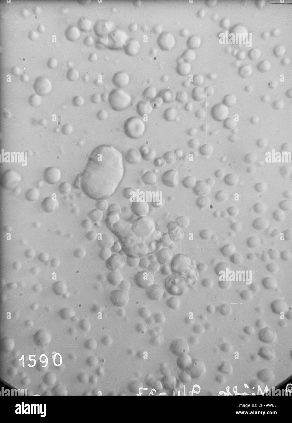 Micrographs of milk, stored in different ways. Each photography ...