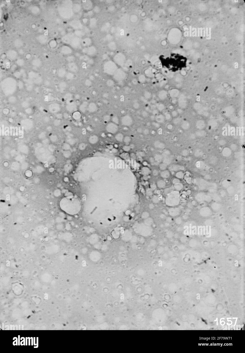 Micrograph of milk. Milk, stored 3 days in 20 ° C. Sample no. 30 Stock ...
