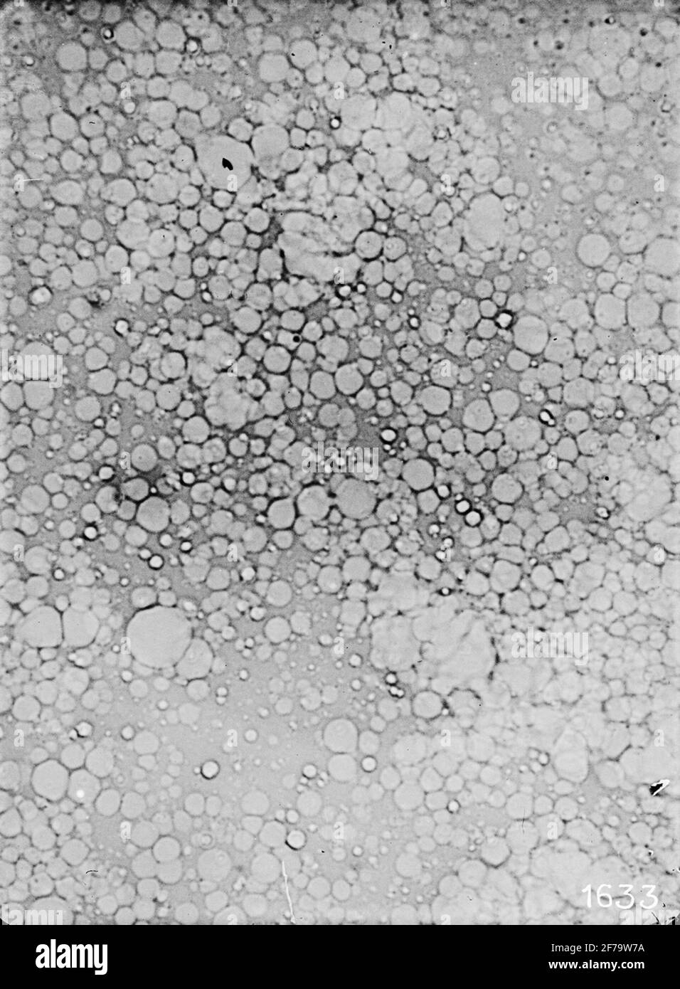 Microphotography of fresh milk. Sample # 6 Stock Photo - Alamy