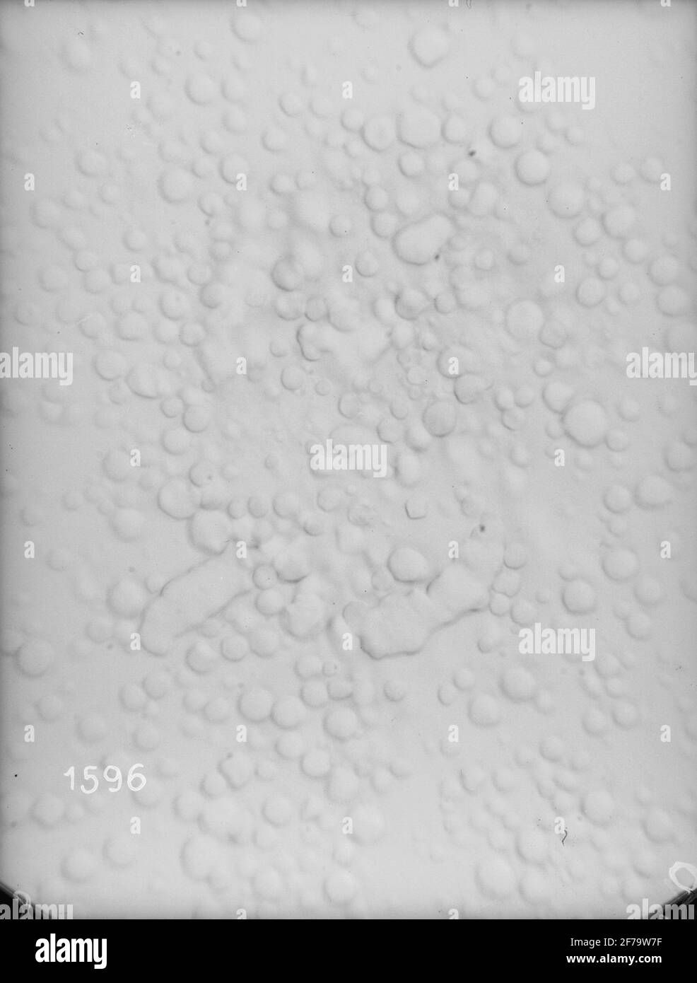 Micrographs of milk, stored in different ways. Each photography ...