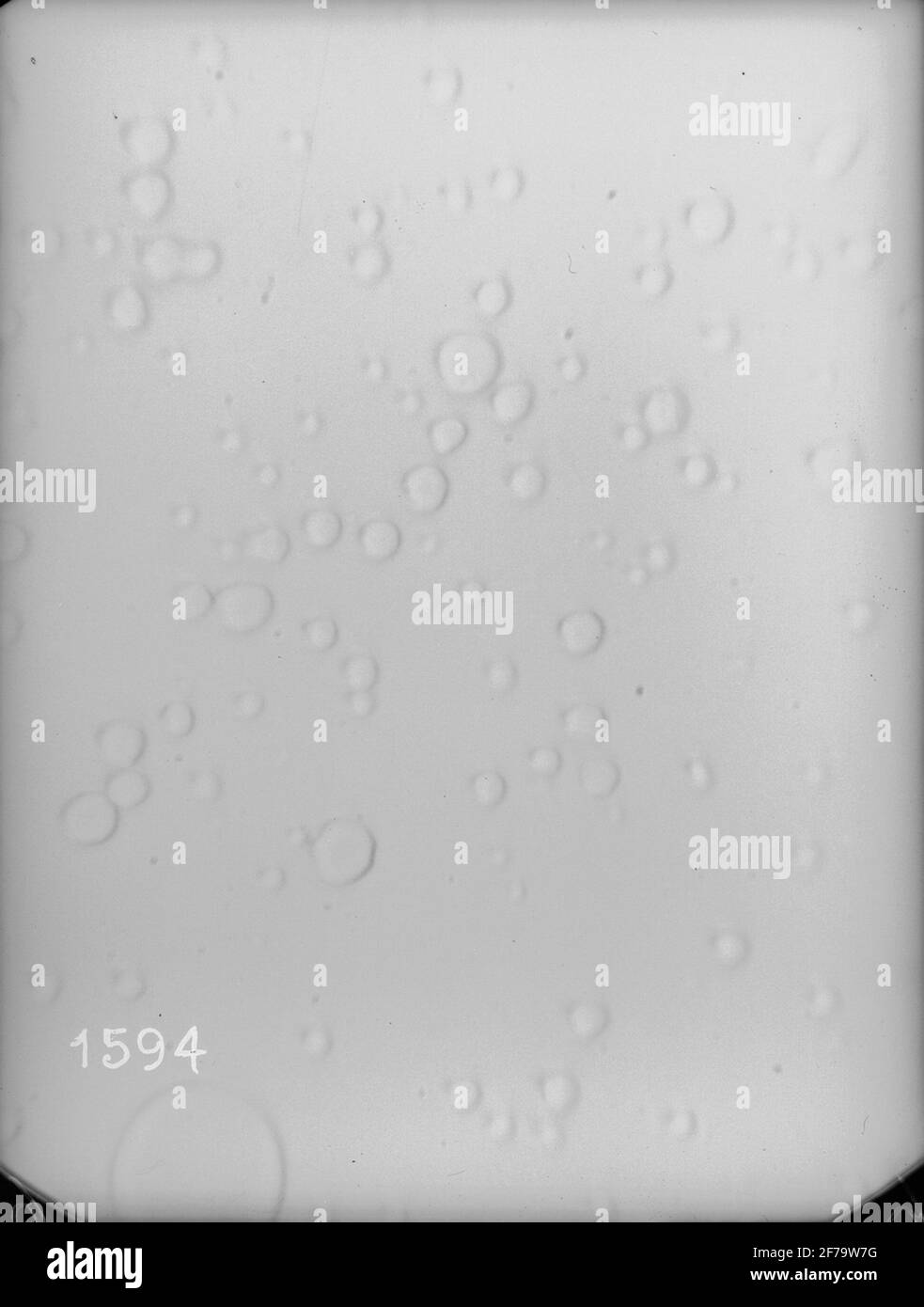 Cellular magnification Black and White Stock Photos & Images - Alamy