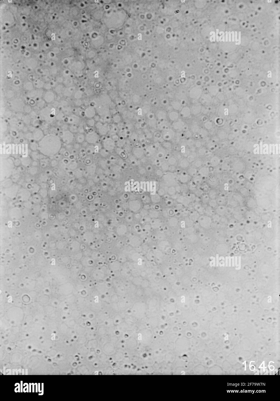 Micrograph of milk. Fresh milk. Sample no. 19 Stock Photo - Alamy