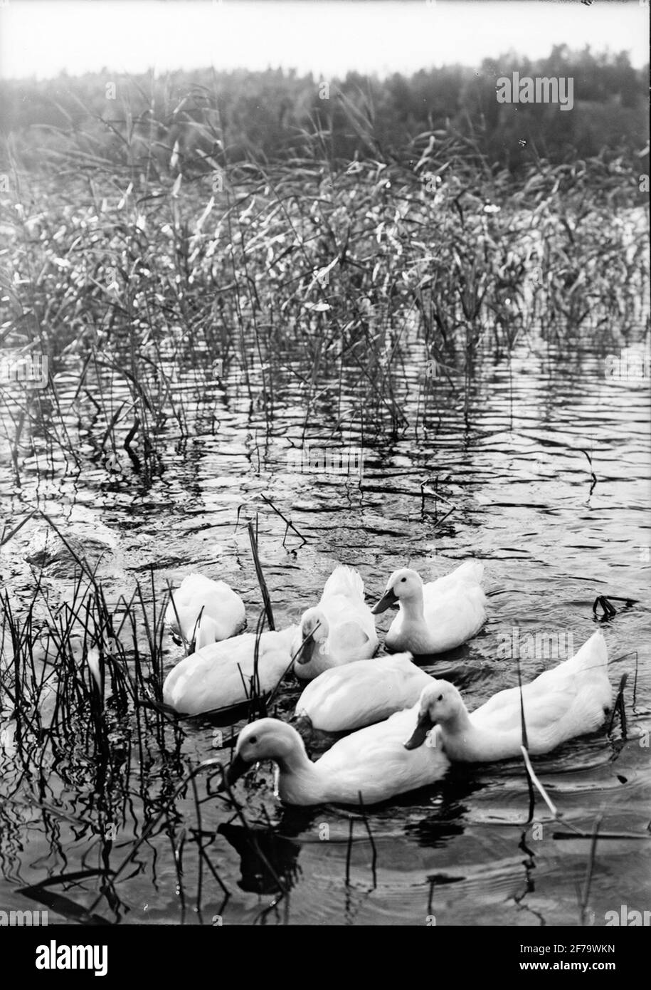 Glass negative with motifs of ducks in the reeds Stock Photo - Alamy