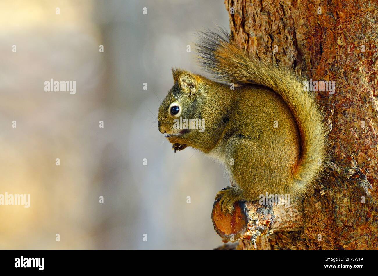 A red squirrel "Tamiasciurus hudsonicus", sitting on a spruce tree ...