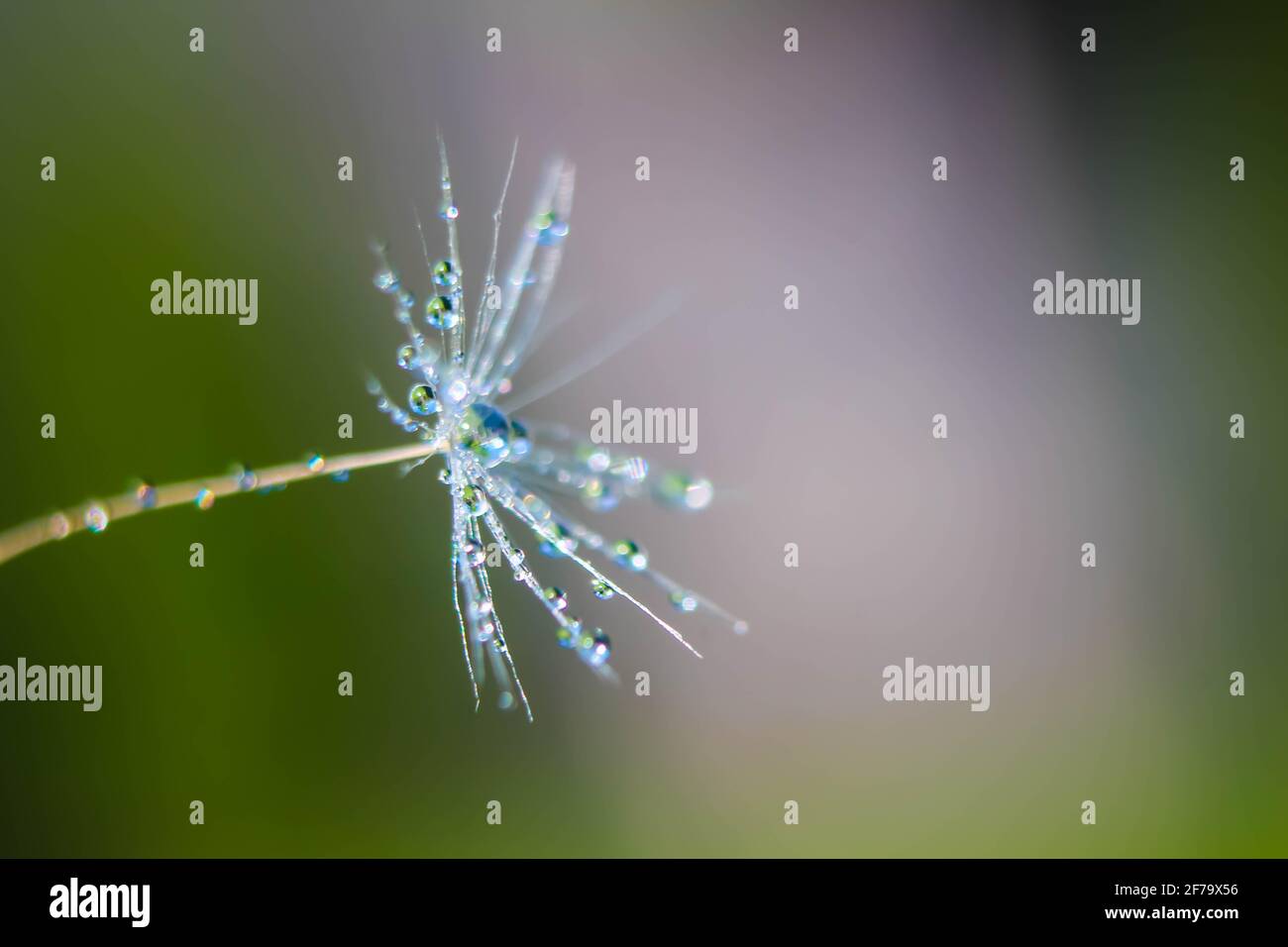 Beautiful water drop on a dandelion flower seed macro in nature ...