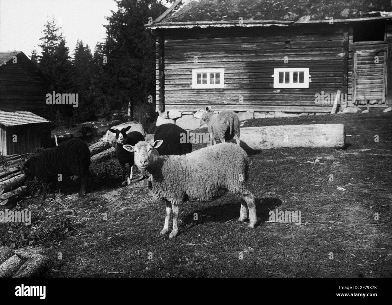 Diapositive, window image with motif grazing sheep at barn Stock Photo ...