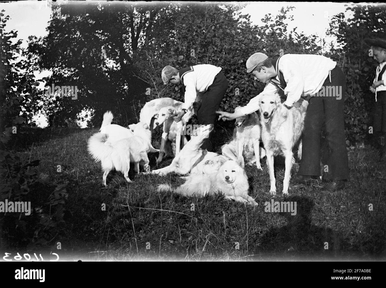 Queen victorias dogs hi-res stock photography and images - Alamy