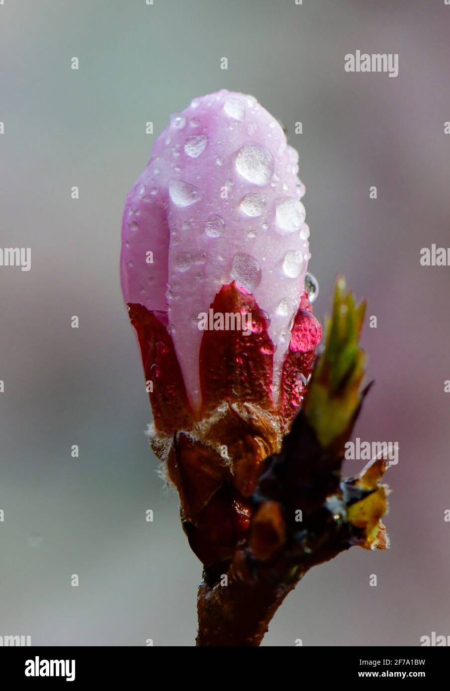 HOHHOT, CHINA - APRIL 6, 2021 - Photo taken on April 6, 2021 shows ...