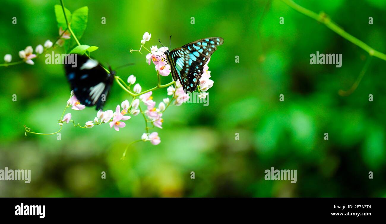 Spring time flowers butterflies hi-res stock photography and images - Alamy