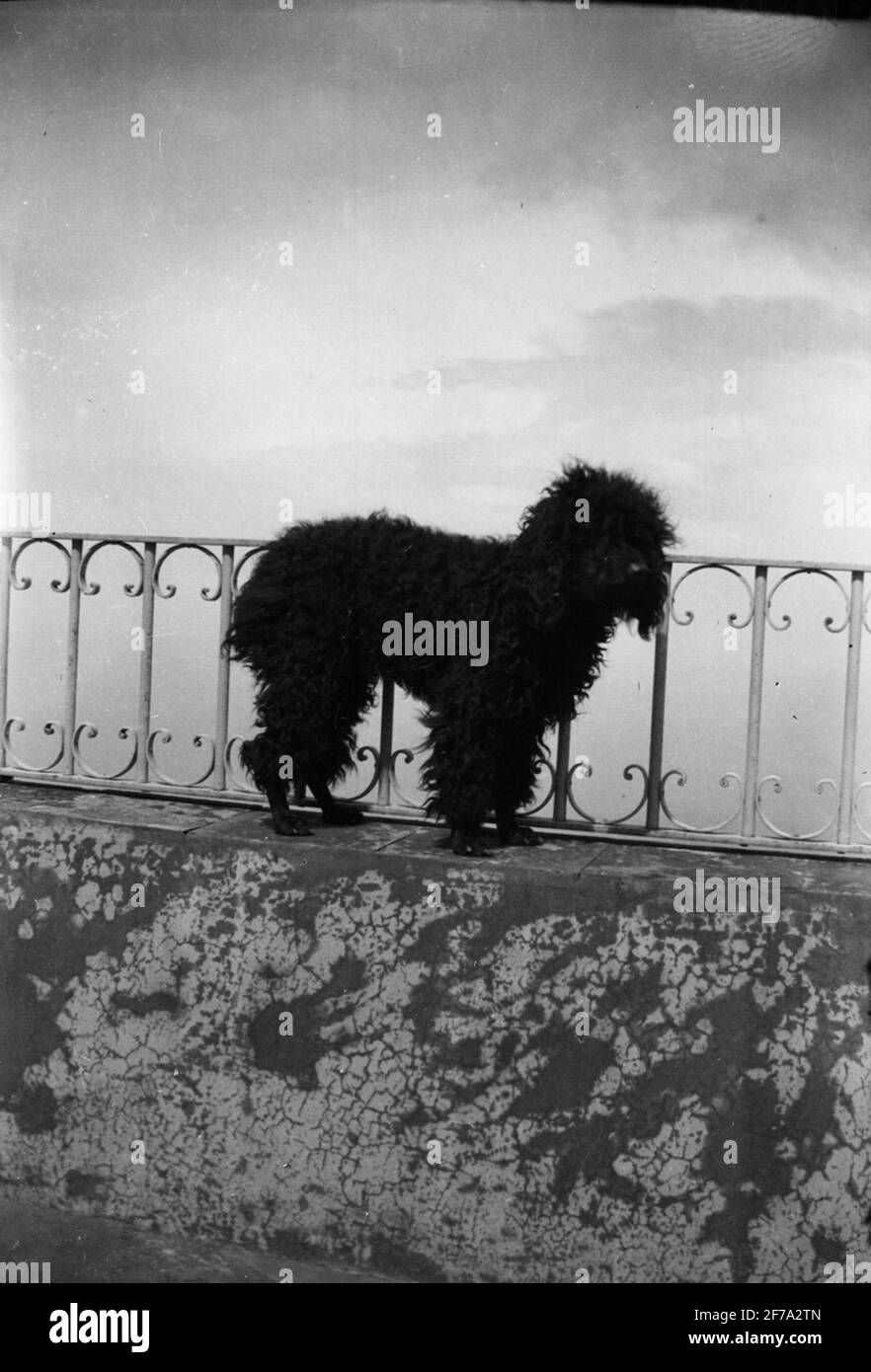 The queens dogs hi-res stock photography and images - Alamy