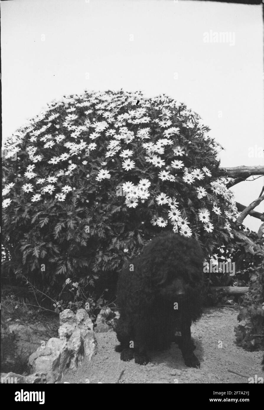 Queen Victoria's pictures. One of Queen Victoria's poodles Stock Photo ...