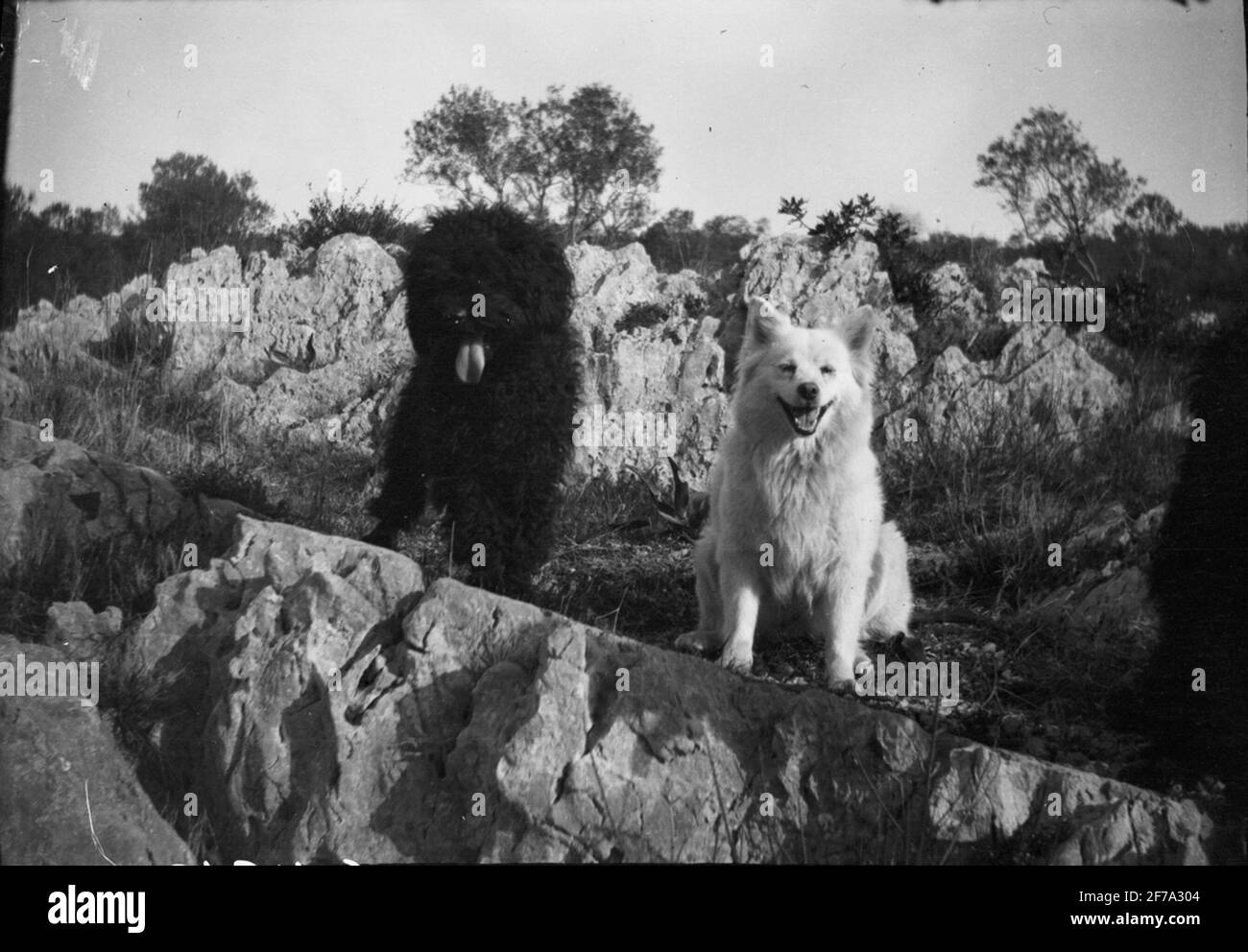 Two dogs photo Black and White Stock Photos & Images - Alamy