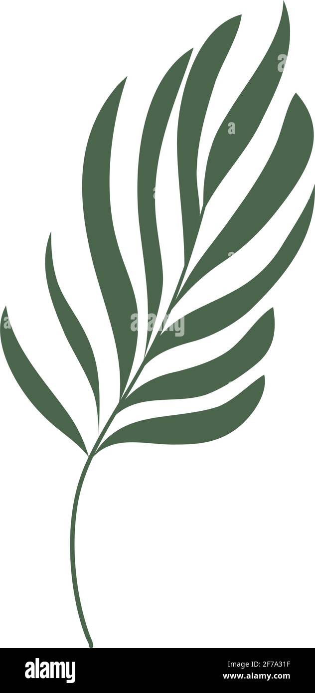 areca palm on white background Stock Vector Image & Art - Alamy