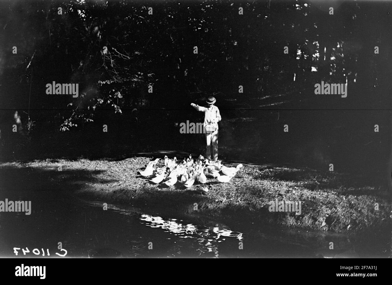 Man with ducks hi-res stock photography and images - Alamy