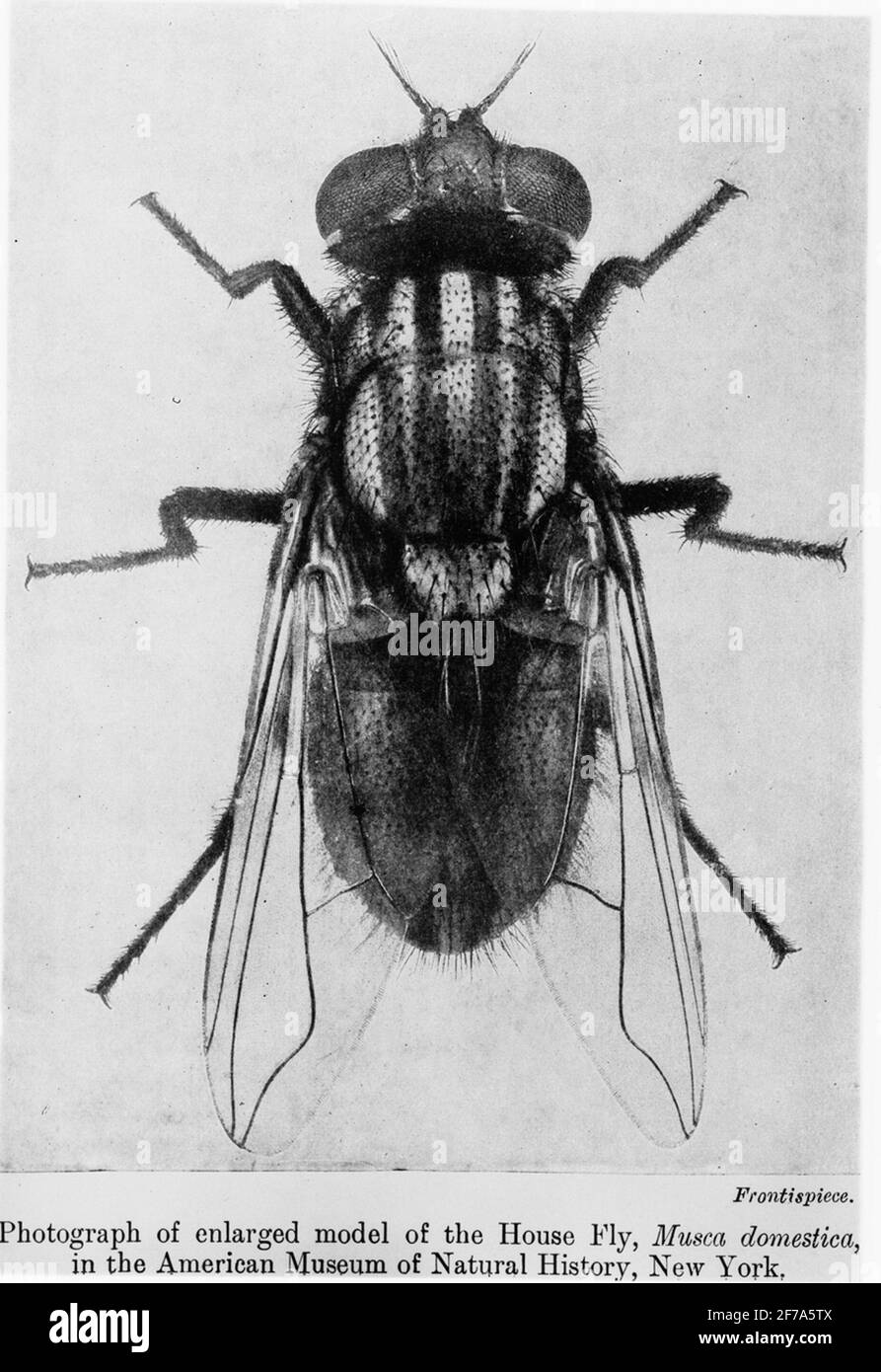 Skin diseases.The House Fly, Musca Domestica Stock Photo - Alamy