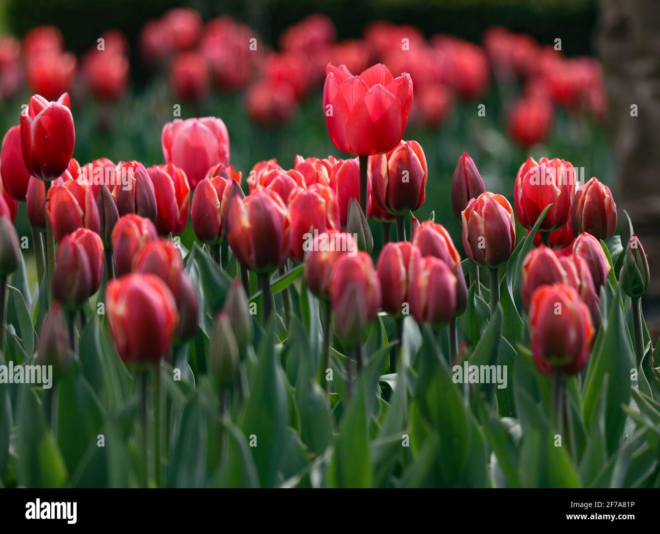 Srinagar, India. 25th Mar, 2021. Tulip flowers are seen in full bloom ...