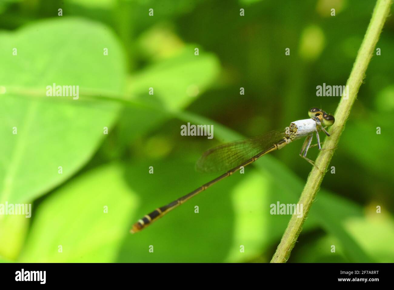 Male pinhead wisp hi-res stock photography and images - Alamy