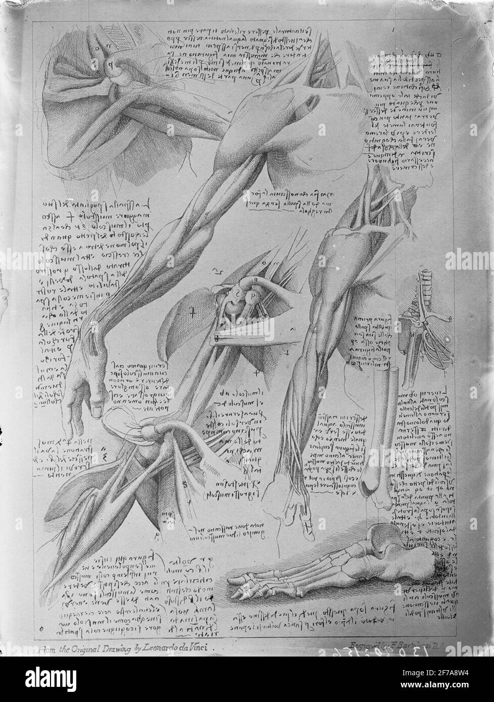 Leonardo de Black and White Stock Photos & Images - Alamy