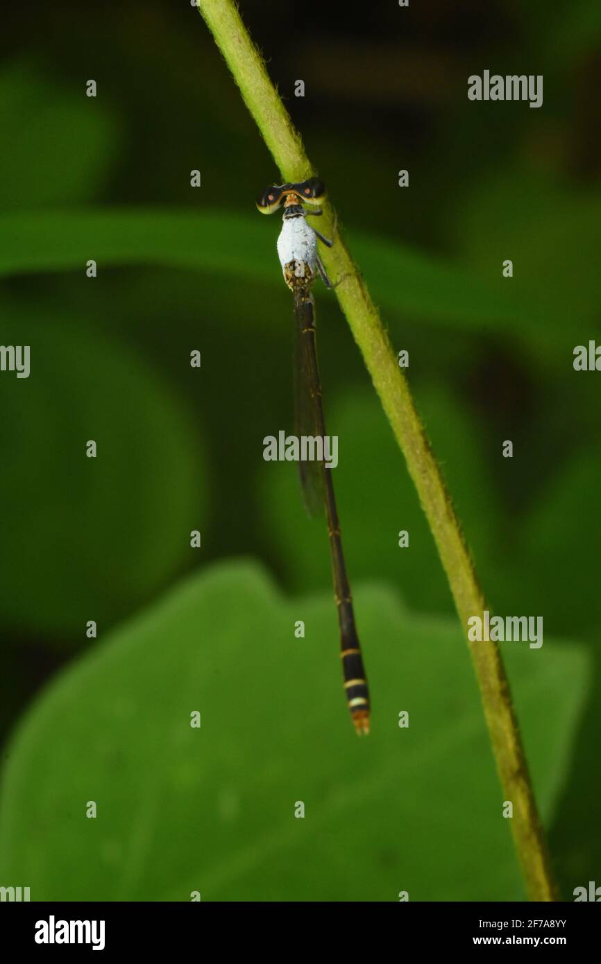 Agriocnemis femina hi-res stock photography and images - Alamy