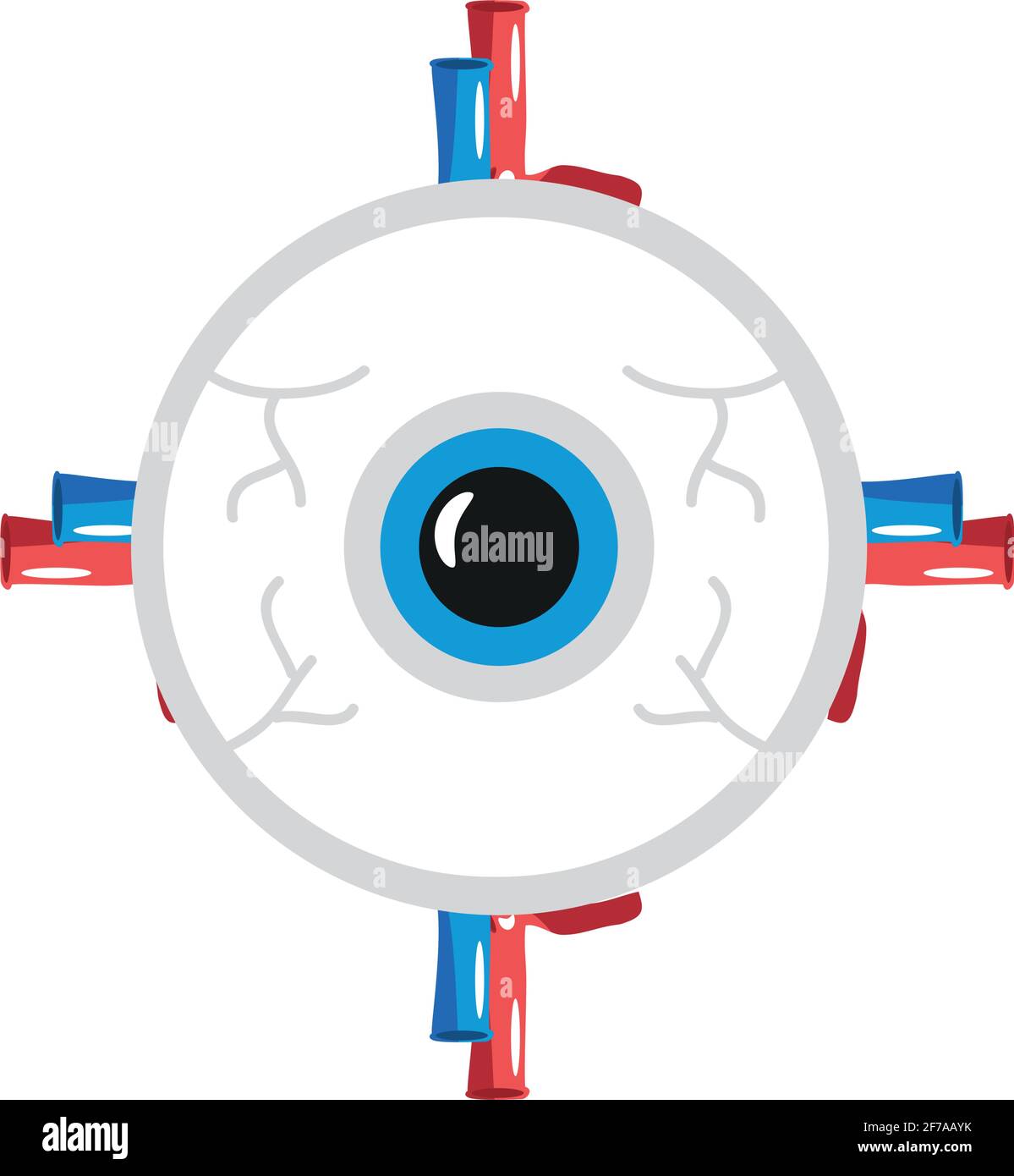 human eye organ Stock Vector Image & Art - Alamy