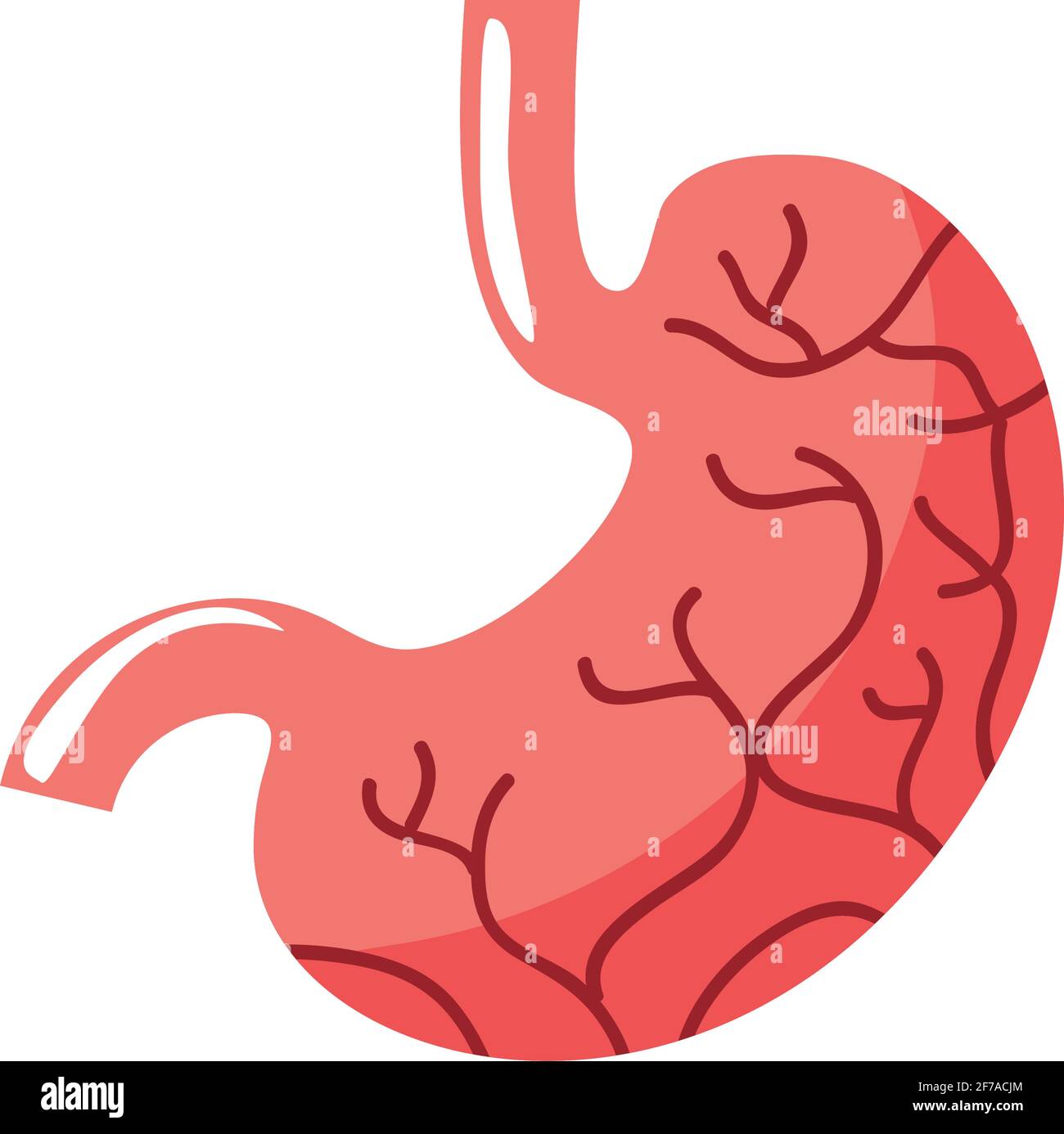 human stomach organ Stock Vector Image & Art - Alamy